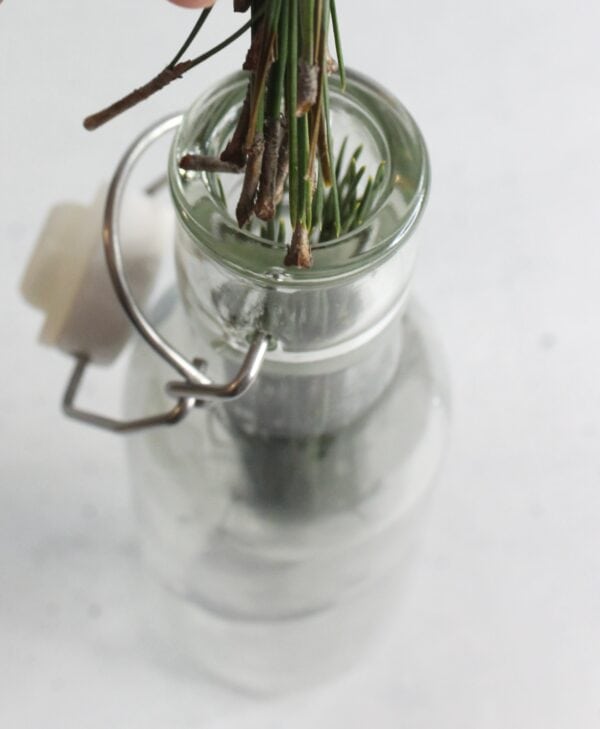 Natural Pine Needle Soda Recipe: A Refreshing Lemon-Lime Drink - She ...
