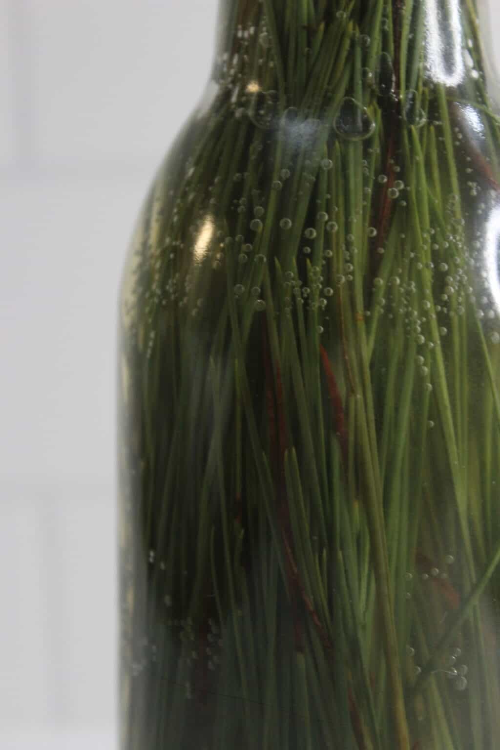 Natural Pine Needle Soda Recipe: A Refreshing Lemon-Lime Drink - She ...
