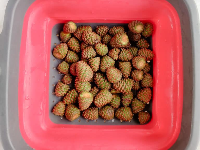 Homemade Pinecone Jam Recipe: Sweet and Woodsy - She Needs Coffee